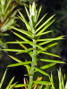 Leptecophylla juniperina - The University of Auckland