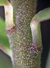 Leptecophylla juniperina - The University of Auckland