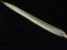 Leptecophylla juniperina - The University of Auckland