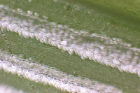 Leptecophylla juniperina - The University of Auckland