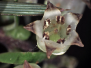 Leptecophylla juniperina - The University of Auckland