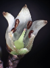 Leptecophylla juniperina - The University of Auckland
