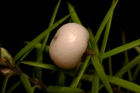 Leptecophylla juniperina - The University of Auckland