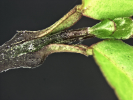 Melicope simplex - The University of Auckland