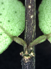 Melicope simplex - The University of Auckland