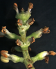 Nestegis cunninghamii - The University of Auckland