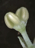 Nestegis lanceolata - The University of Auckland