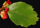 Fuscospora fusca - The University of Auckland