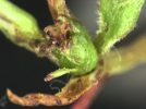Fuscospora fusca - The University of Auckland