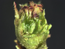 Fuscospora fusca - The University of Auckland
