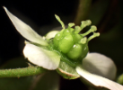 Rubus australis - The University of Auckland