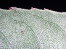 Rubus cissoides - The University of Auckland