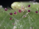 Rubus cissoides - The University of Auckland