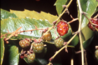 Rubus cissoides - The University of Auckland