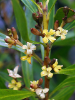 Toronia toru - The University of Auckland