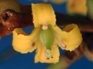 Toronia toru - The University of Auckland