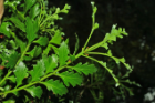 Phyllocladus trichomanoides - The University of Auckland