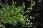 Phyllocladus trichomanoides - The University of Auckland