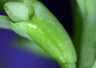 Podocarpus totara - The University of Auckland