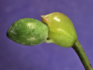 Podocarpus totara - The University of Auckland