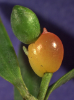 Podocarpus totara - The University of Auckland